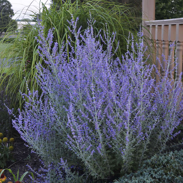 3 Live Perovskia atriplicifolia Starter Russian Sage Perennial Plants ...