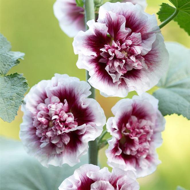 3 Alcea rosea 'Crème de Cassis' Hollyhock Perennial Starters. Raspberry ...