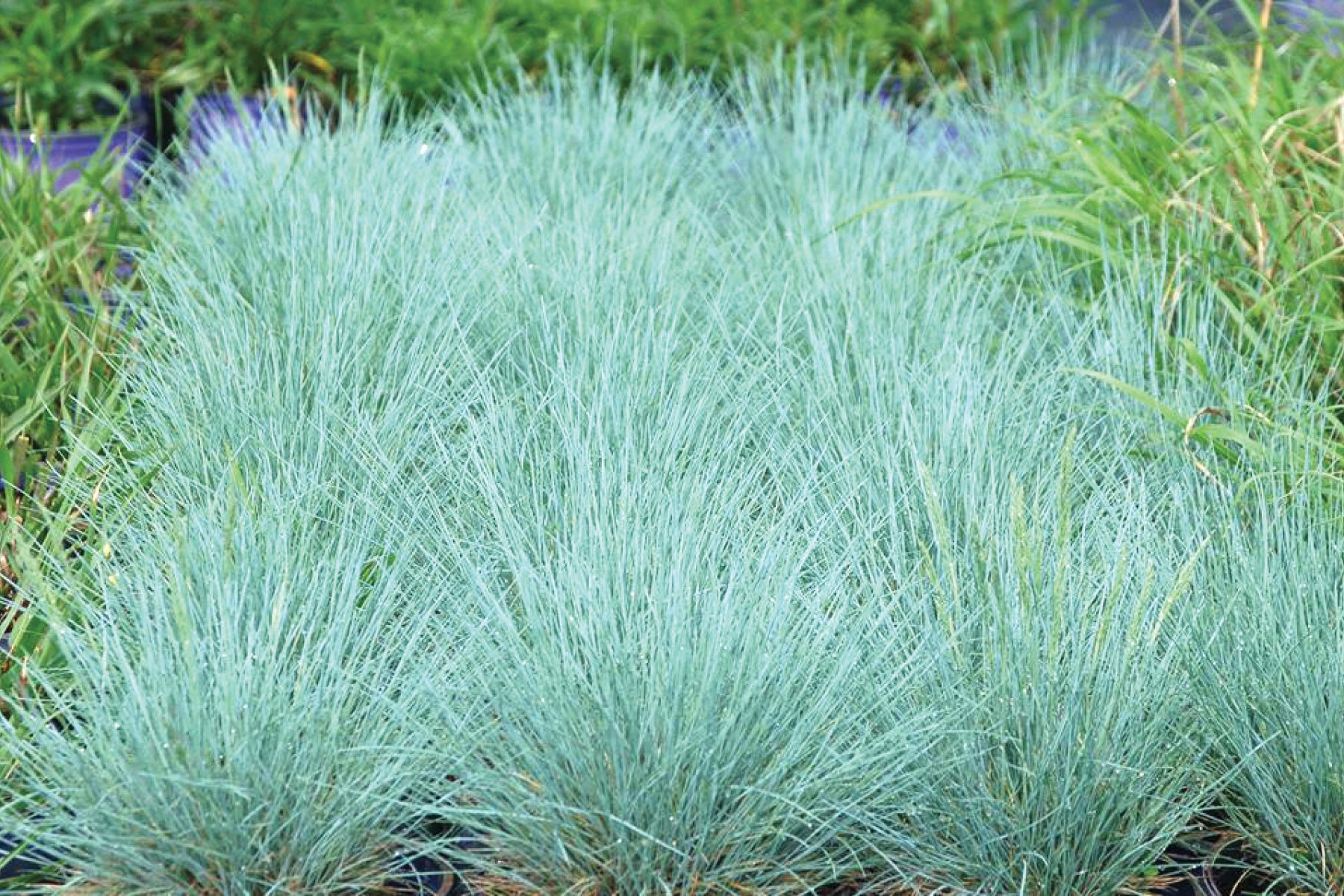 3 Festuca 'Cool as Ice' Starter Blue Fescue Perennials. Stunning, Year ...