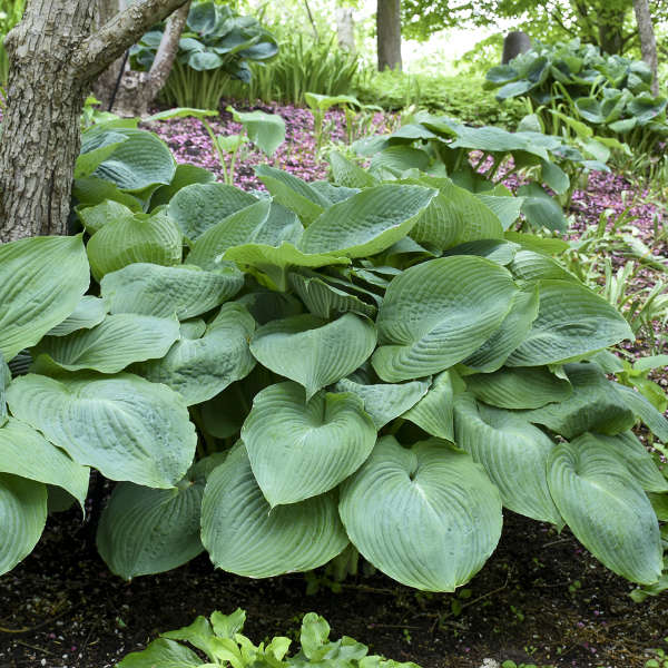 Jumbo Root Ball Hosta 'Big Daddy' Starter Perennial. Stunning Large, B ...