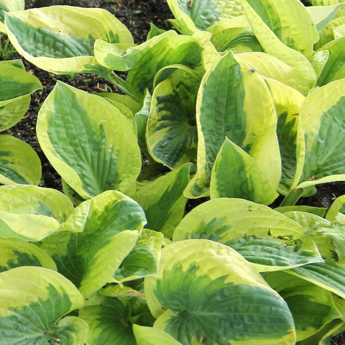Hosta 'Frances Williams' Starter Bareroot Perennial. Iconic. Attracts ...