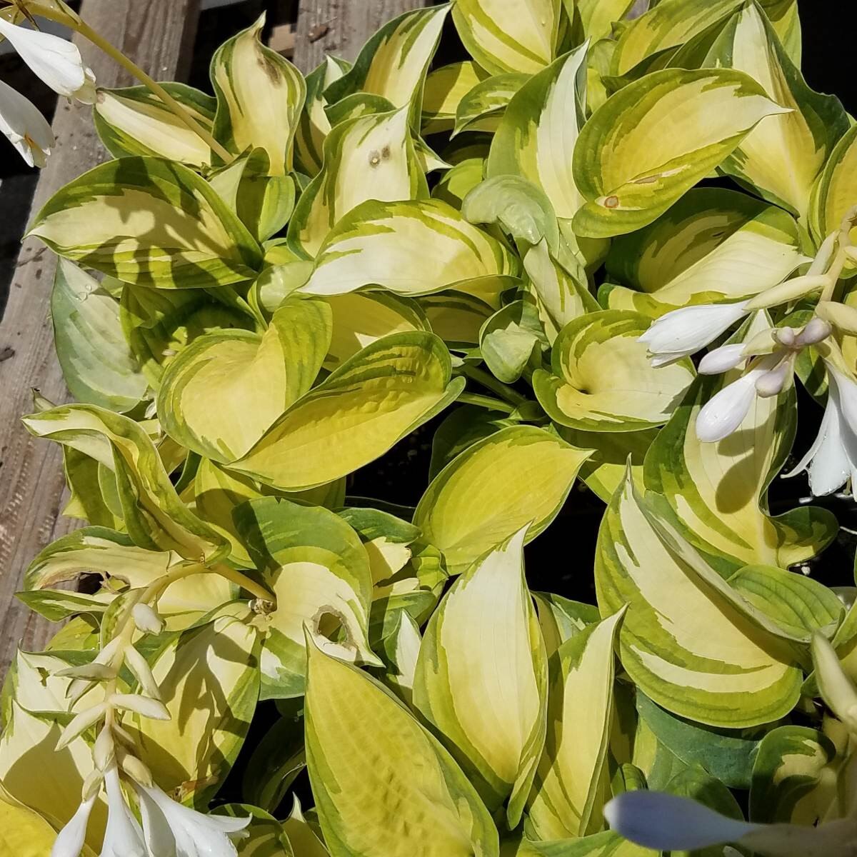 Hosta 'Great Expectations' Starter Bare Root and Perennial Plugs. Supe ...