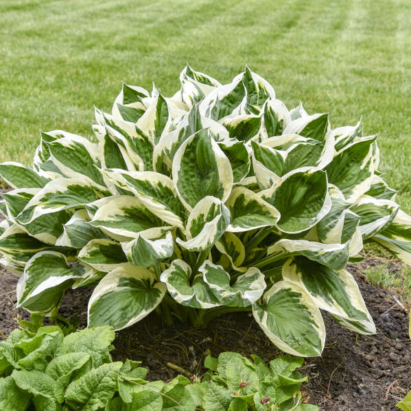 Hosta 'Minuteman' Starter Perennial. Dark Green Leaves with White Marg ...
