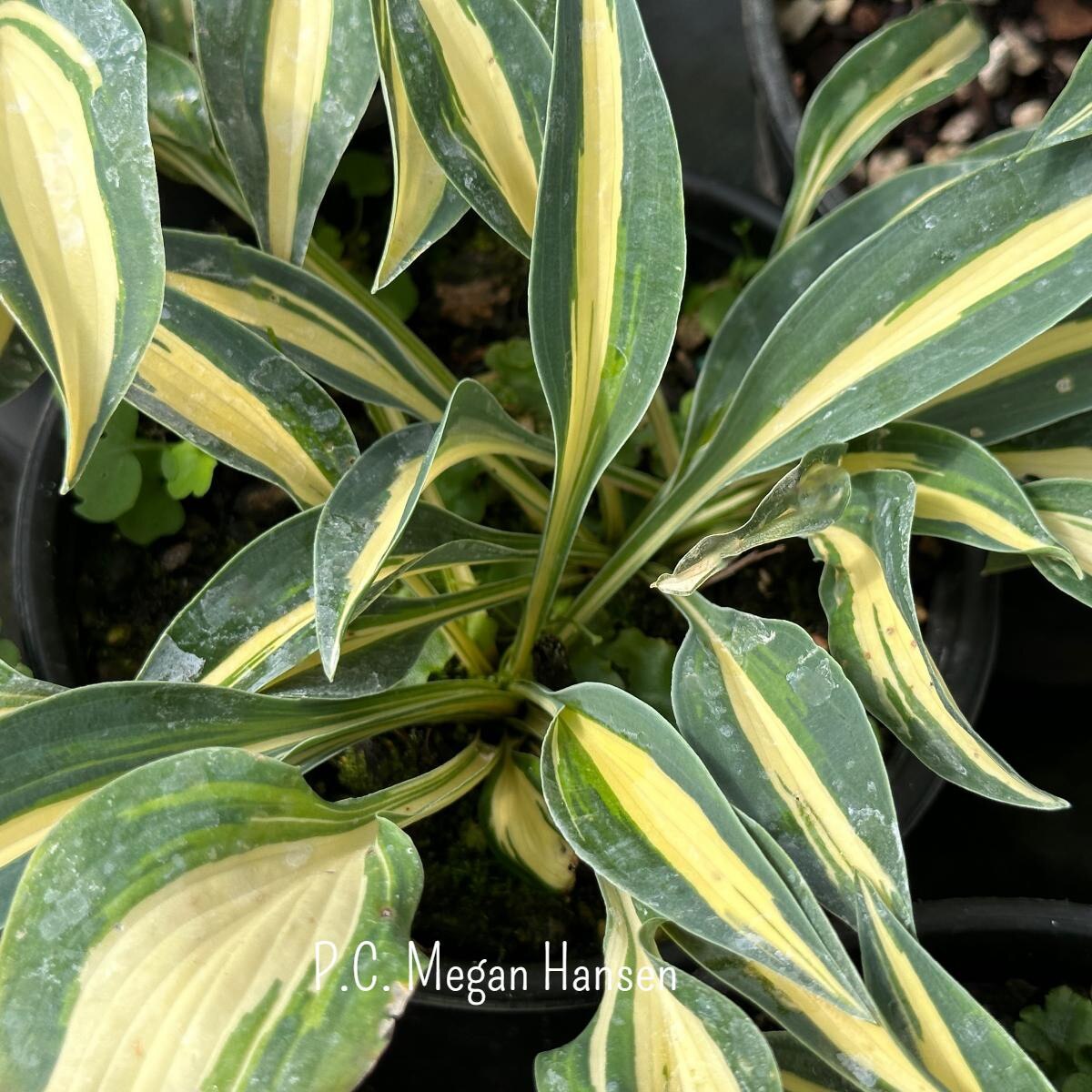 Hosta 'Party Popper' Starter Bareroot Perennial. Compact and Vigorous ...