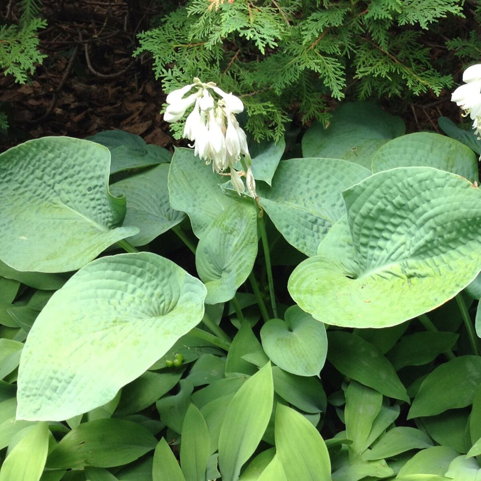 Giant Hostas – Hosta King