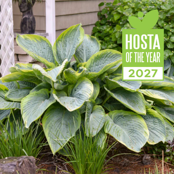 Giant Hostas – Hosta King