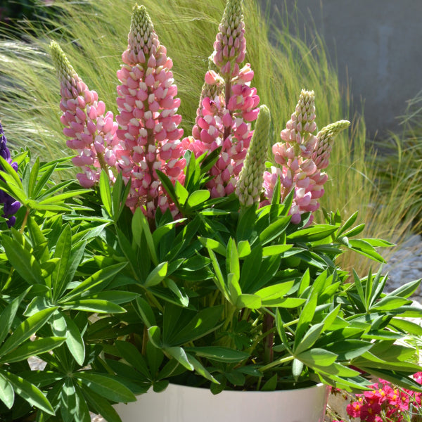 3 Lupinus polyphyllus MINI GALLERY™ Series - Pink Bicolor Perennial St ...