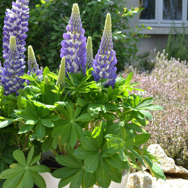 3 Lupinus polyphyllus MINI GALLERY™ Series - Blue Bicolor Perennial St ...