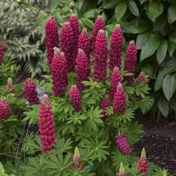 3 Lupinus polyphyllus MINI GALLERY™ Series - Red Bicolor Perennial Sta ...
