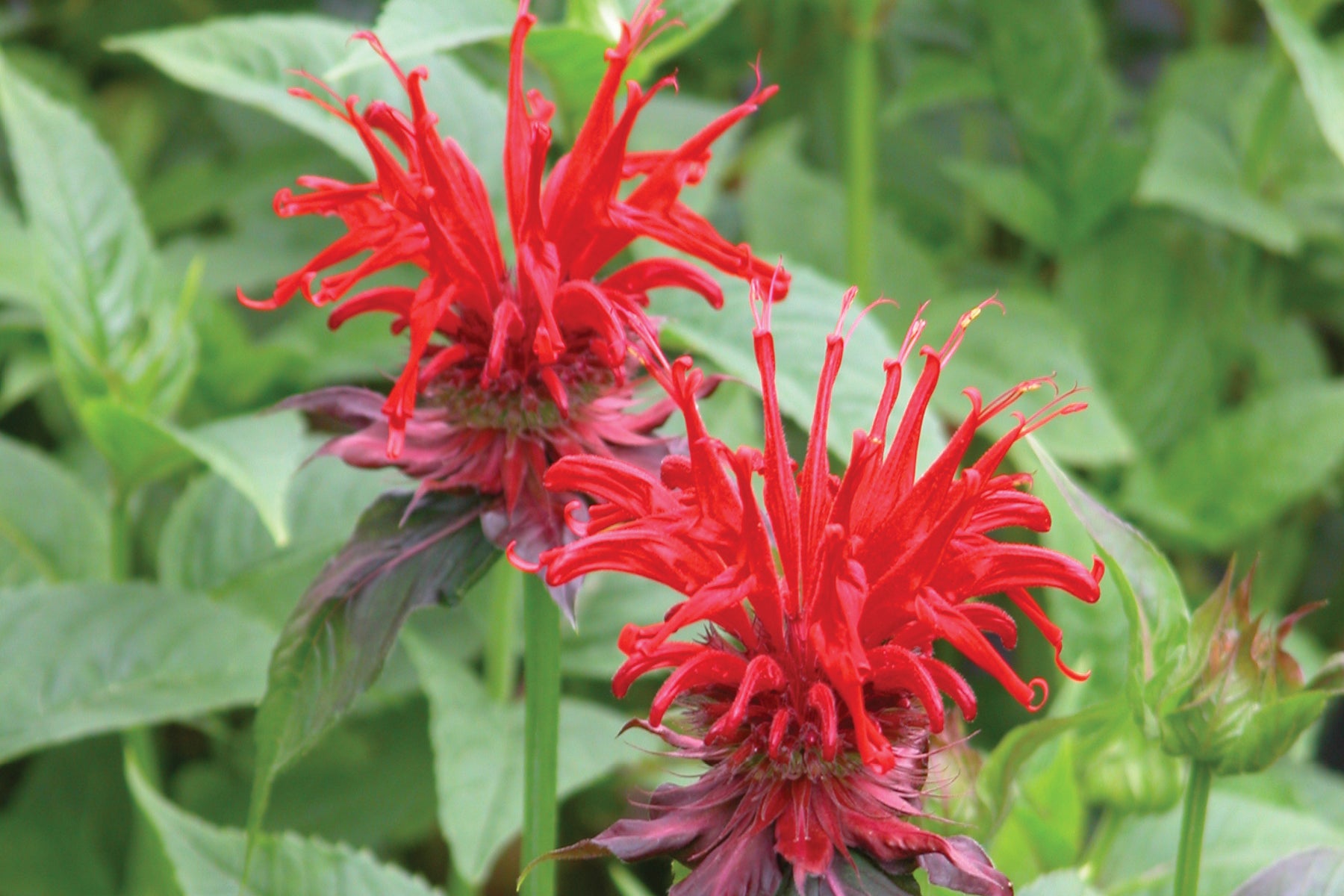 3 Monarda 'Jacob Cline' Starter Bee Balm Perennials. Attracts Butterfl ...