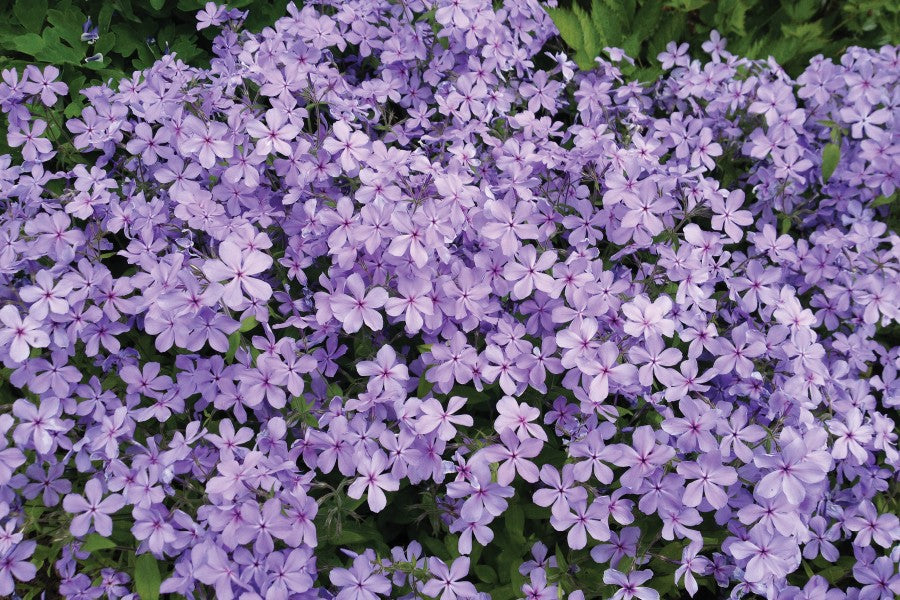 3 Phlox divaricata 'Blue Moon' Starter Plants. Shade-Loving Spreading ...