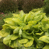 Giant Hostas – Hosta King