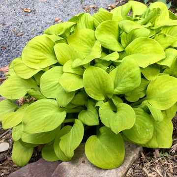 Miniature (Mini) & Dwarf Hostas – Hosta King