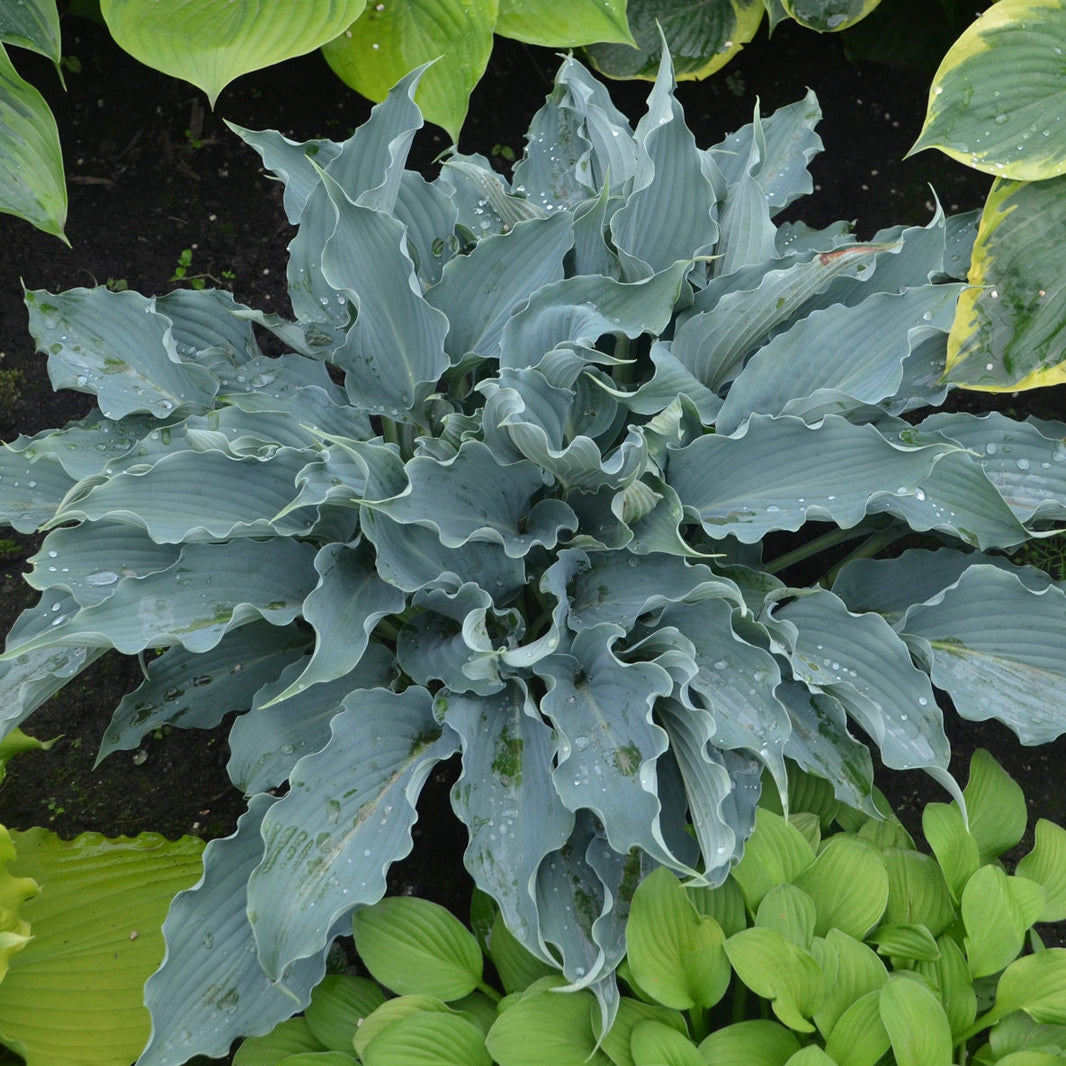 Blue Hostas – Hosta King